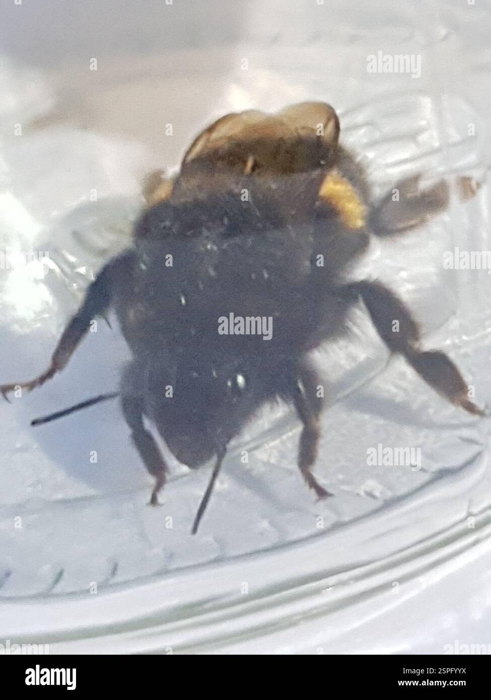 Buff-tailed Bumble Bee (Bombus terrestris), Insecta, Minehead TA24, UK ...