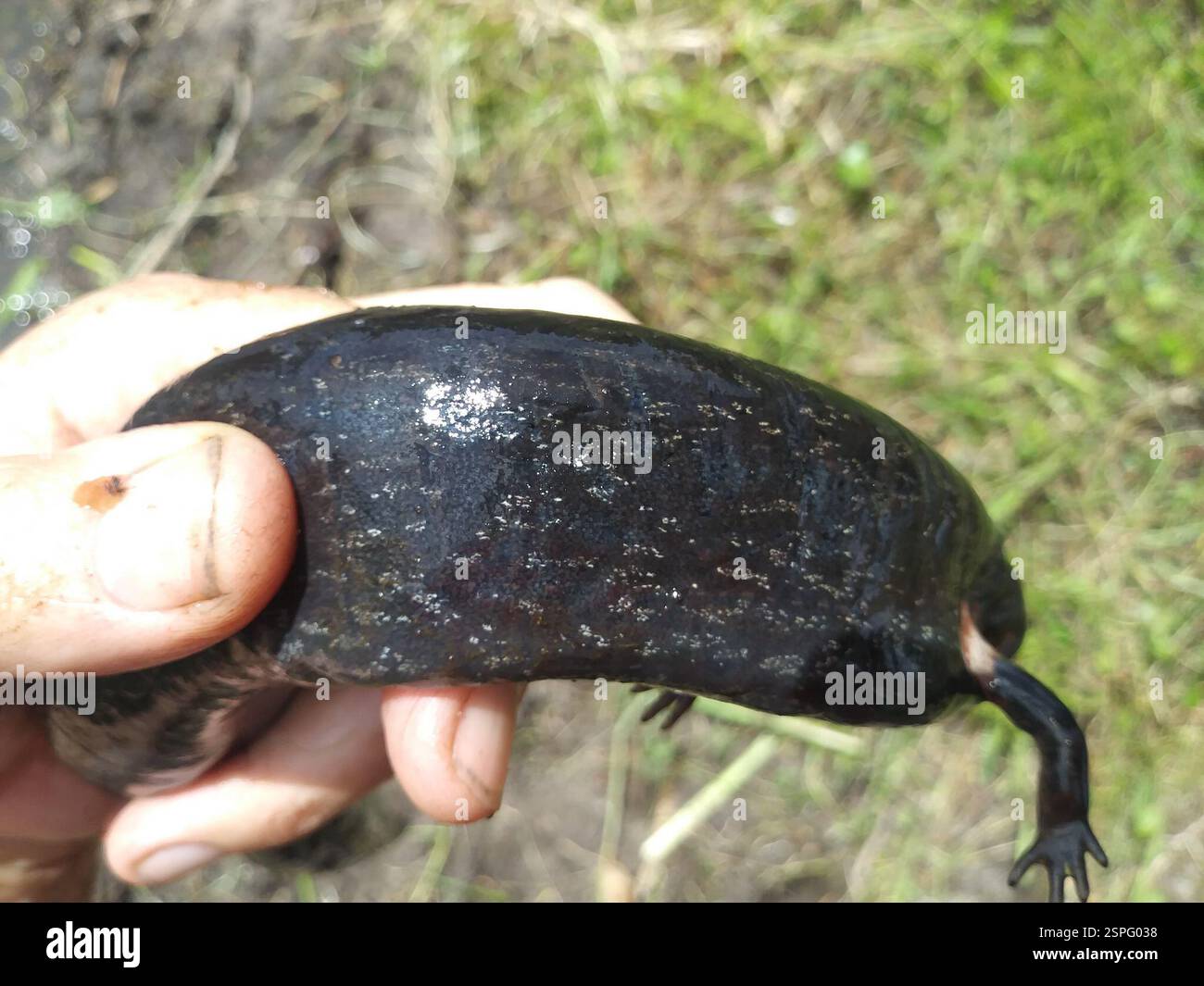 Sirens (Siren), Amphibia, Polk, Florida, United States Stock Photo - Alamy