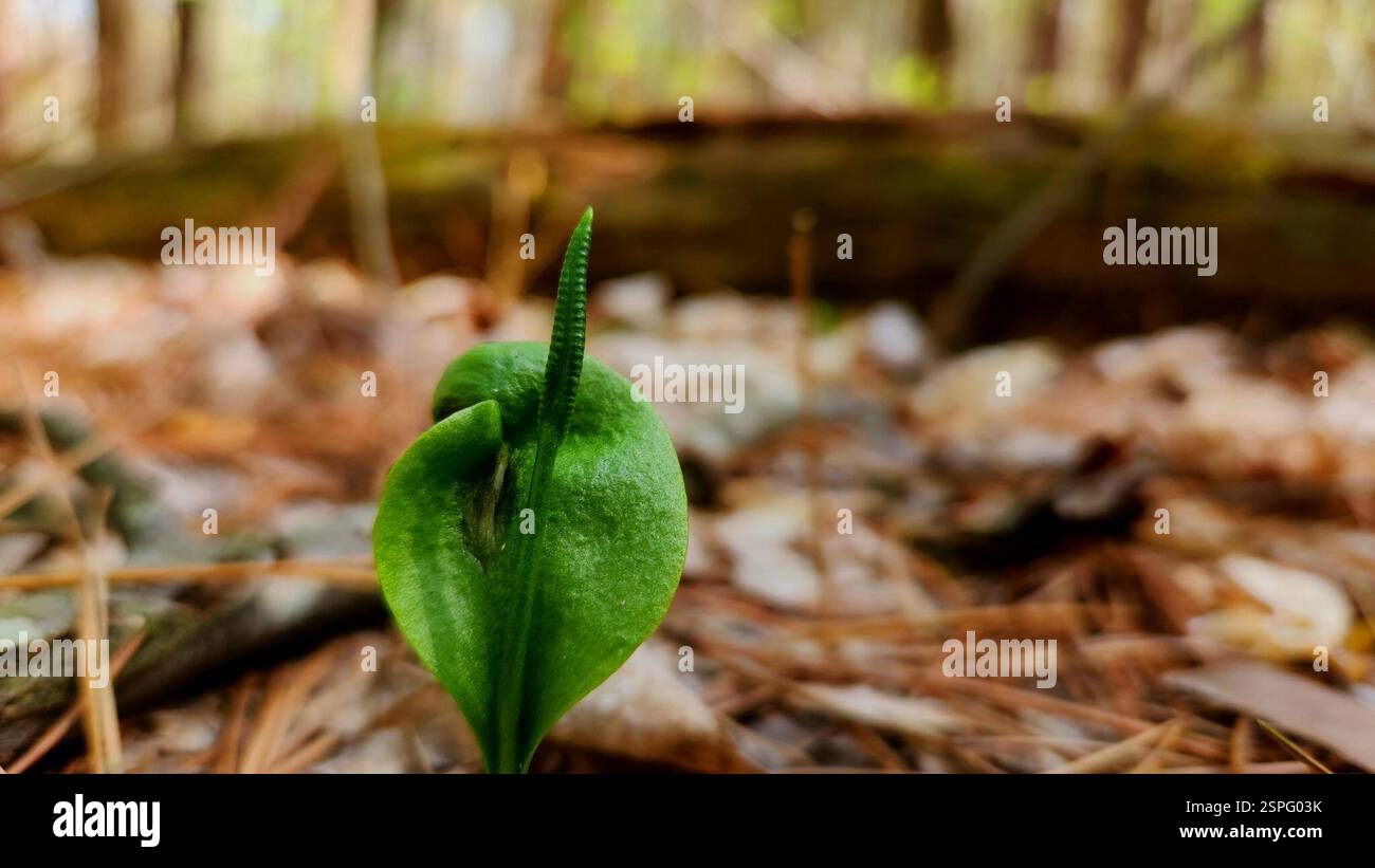 southern adder's-tongue (Ophioglossum pycnostichum), Plantae, Charles C ...
