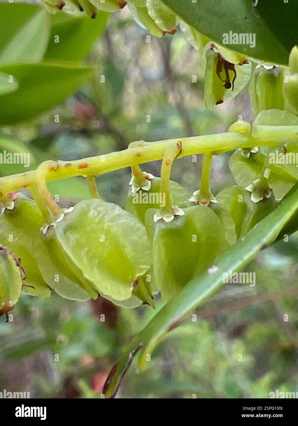 Buckwheat tree (Cliftonia monophylla), Plantae, Florida, US Stock Photo ...