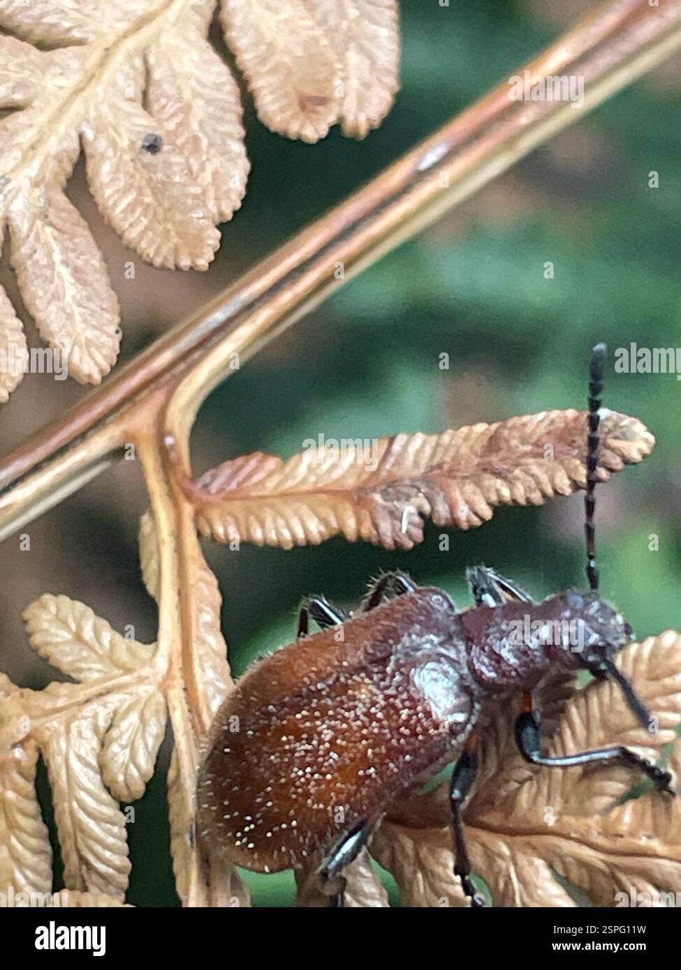 honeybrown beetle (Ecnolagria grandis), Insecta, Melbourne VIC ...