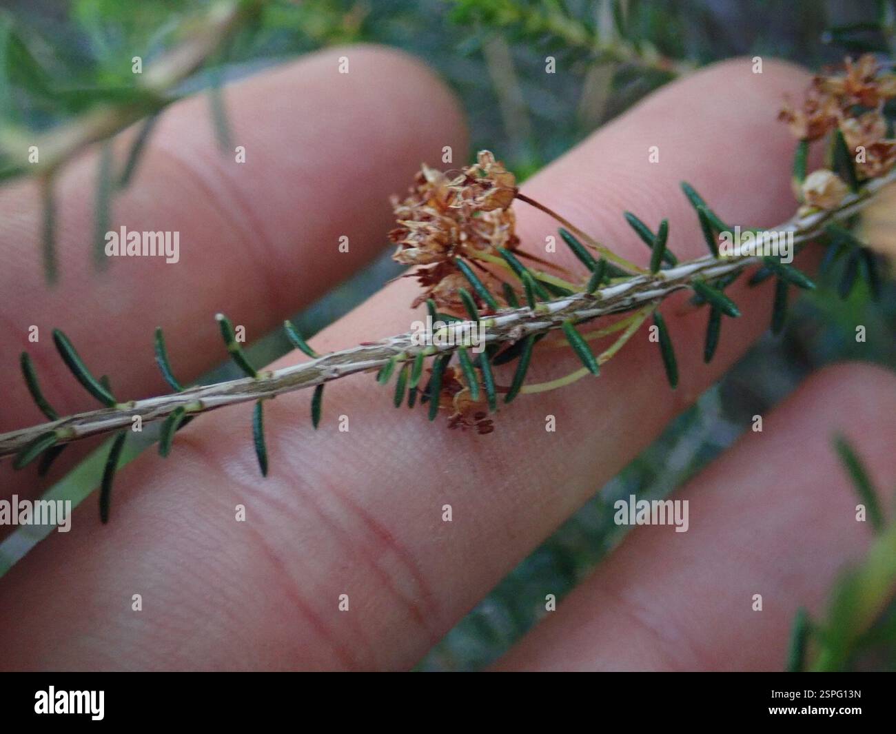 Autumn Heather (Erica manipuliflora), Plantae, Kapukargin Mh., Dalaman ...