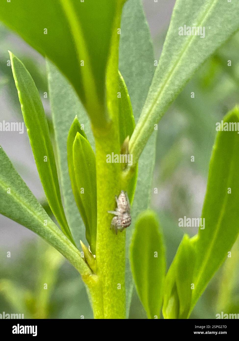 Garden Jumping Spiders (Opisthoncus), Arachnida, Monash University ...
