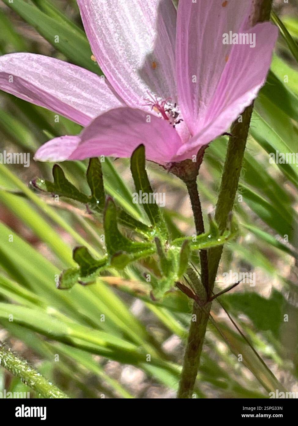 checkerbloom (Sidalcea malviflora), Plantae, Old Stage Rd, San Juan ...
