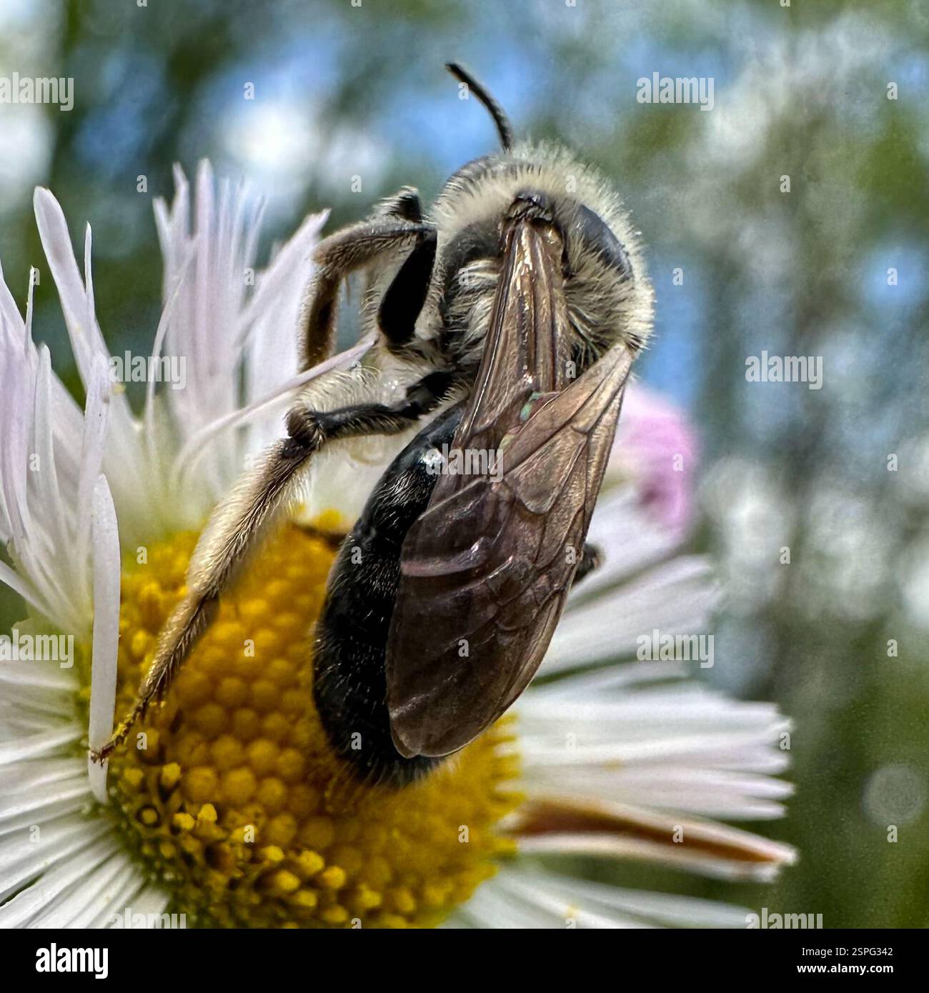 Mining Bees (Andrena), Insecta, Kentucky, US, On Fleabane Stock Photo ...