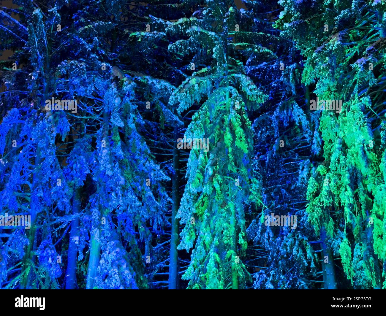 Laser beams and festive illumination in the forest. Christmas tree and ...