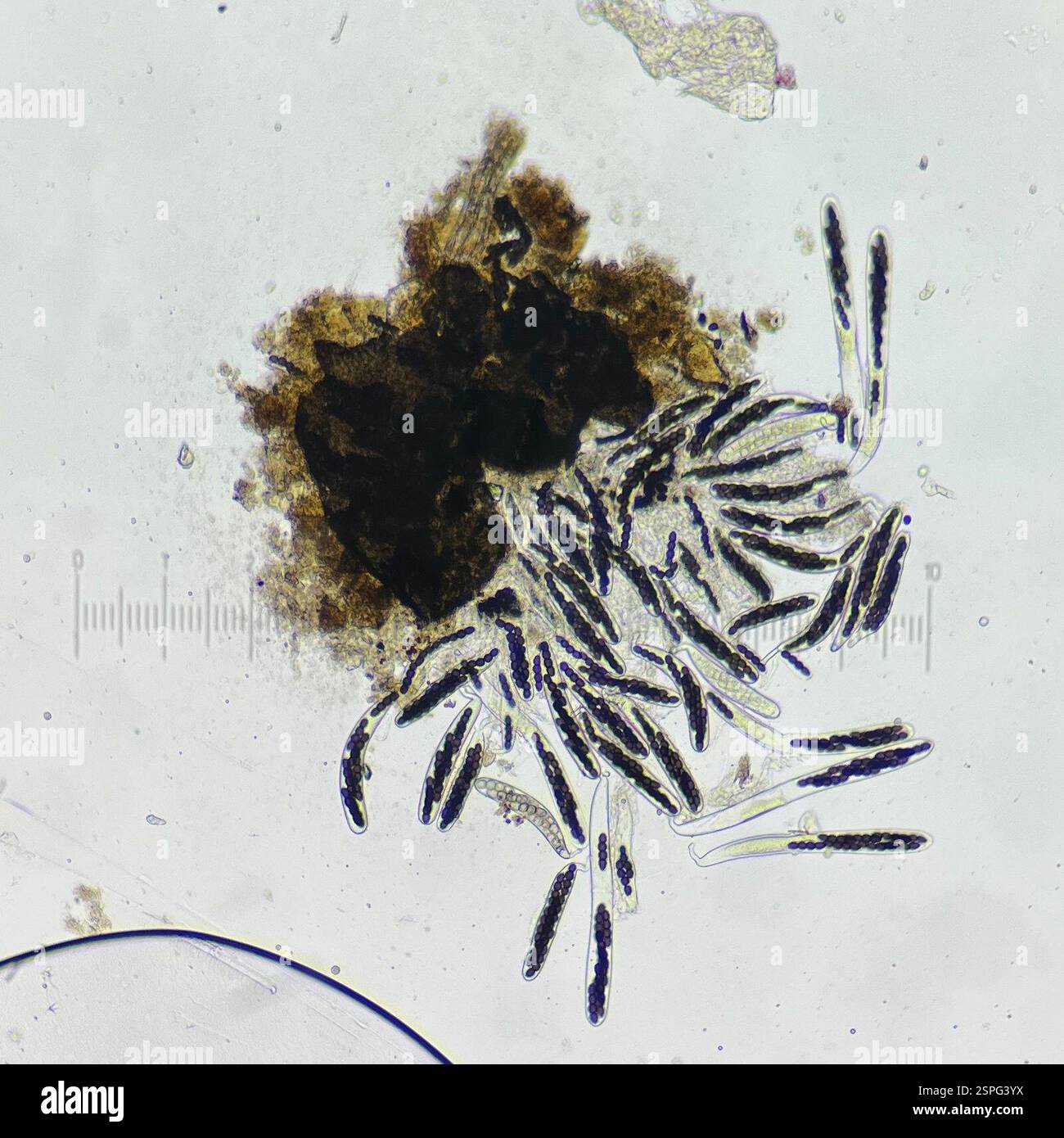 (Sporormiella capybarae), Fungi, High Rock Park, New York, NY, US ...
