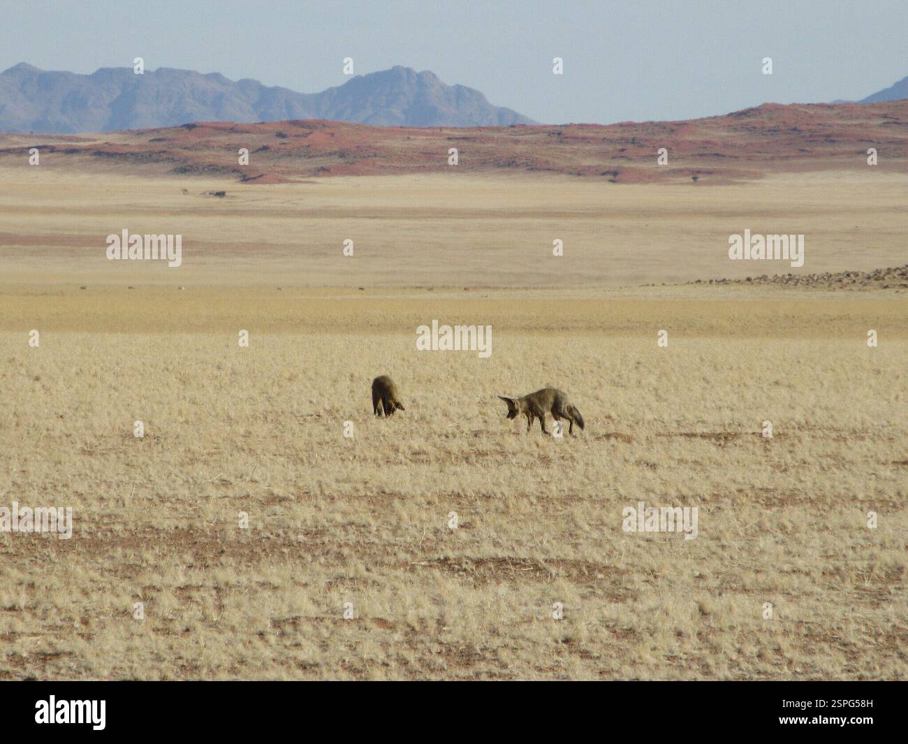 Southern Bat-eared Fox (Otocyon megalotis megalotis), Mammalia, Hardap ...