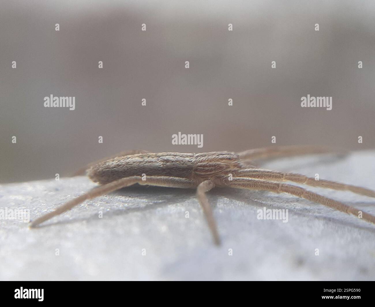 Slender Crab Spiders (Tibellus), Arachnida, 30-707 Kraków, Polska Stock ...