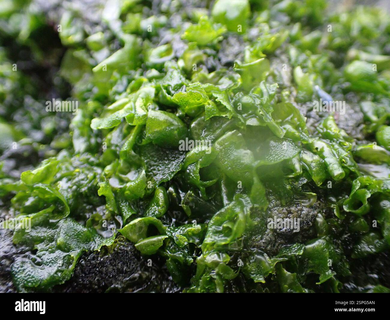 green algae (Chlorophyta), Plantae, Bowen Island, BC, Canada Stock ...