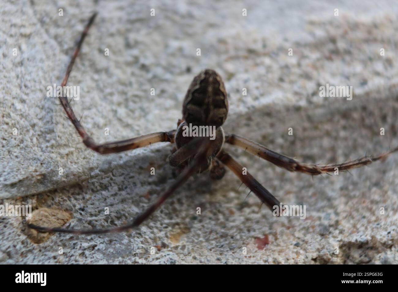 Grey Cross Spider (Larinioides sclopetarius), Arachnida, Medway, London ...