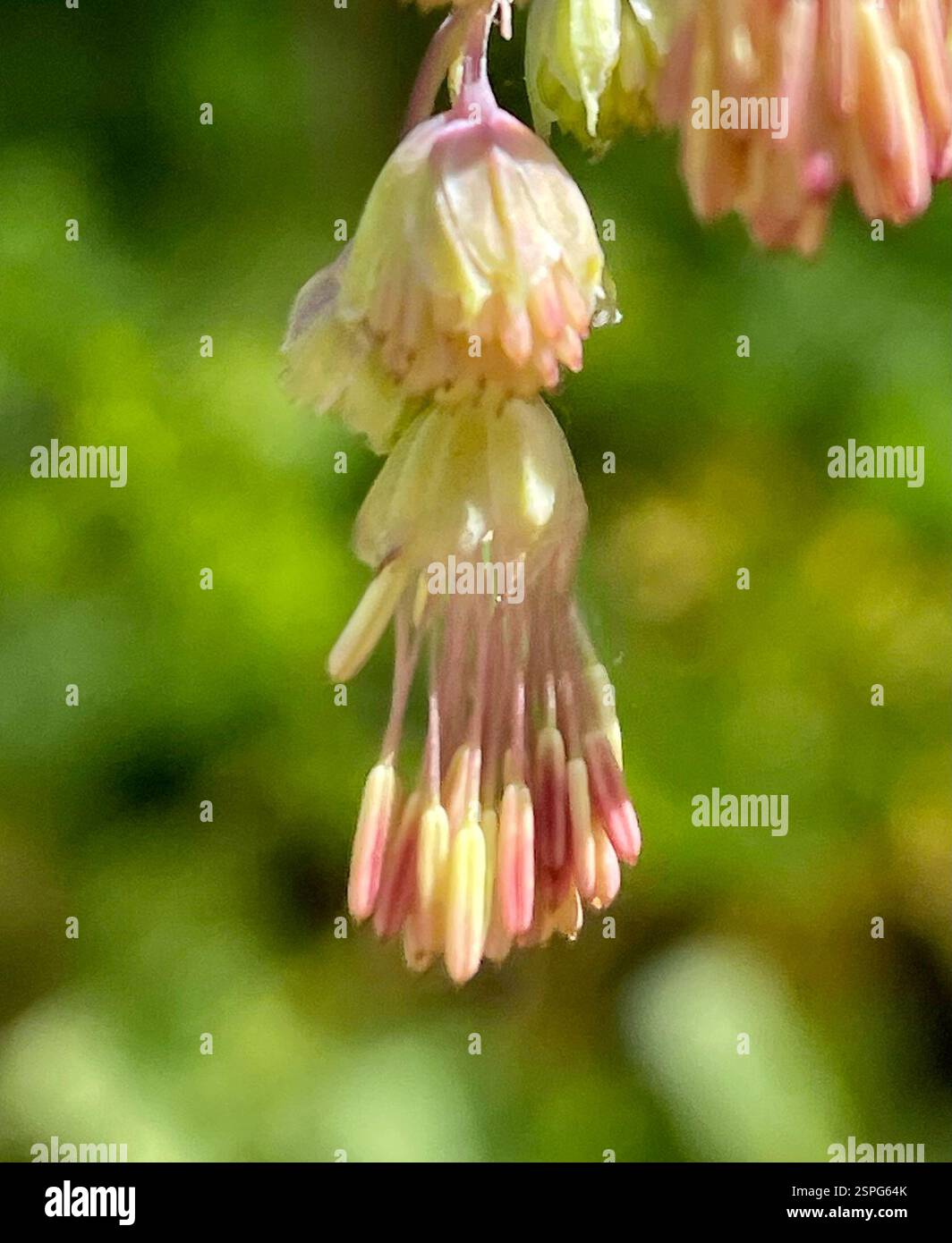 Fendler's Meadow-rue (Thalictrum fendleri), Plantae, Garrapata State ...