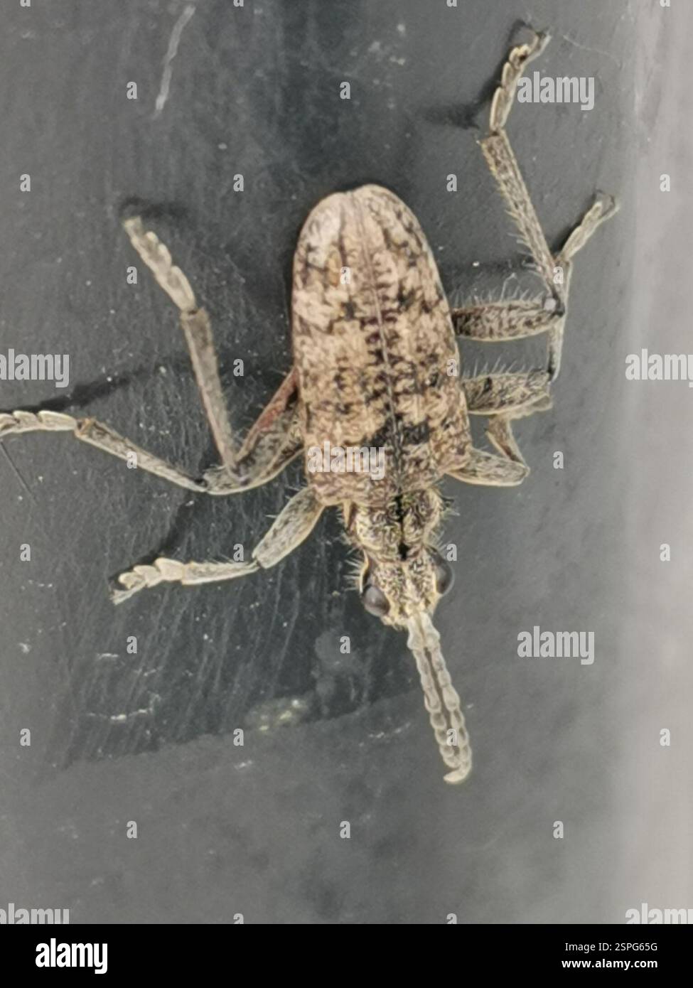 Ribbed Pine Borer (Rhagium inquisitor), Insecta, 31140 Urjala, Suomi ...