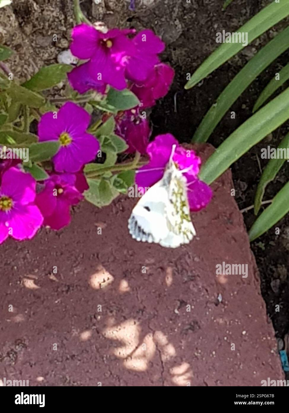 orange-tip (Anthocharis cardamines), Insecta, Coventry CV3, UK Stock ...