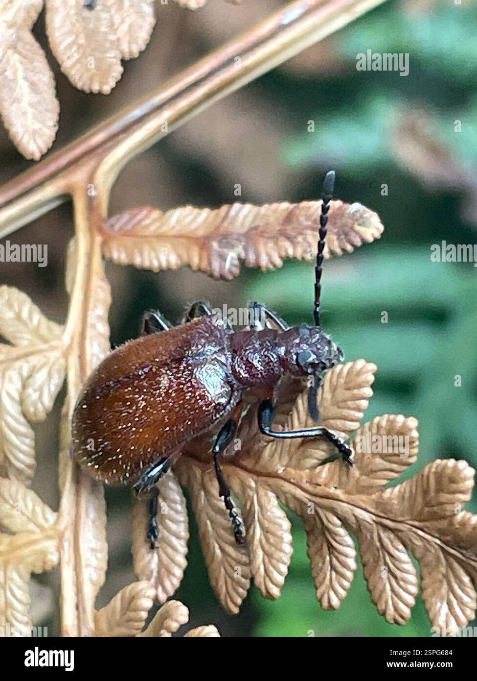 honeybrown beetle (Ecnolagria grandis), Insecta, Melbourne VIC ...