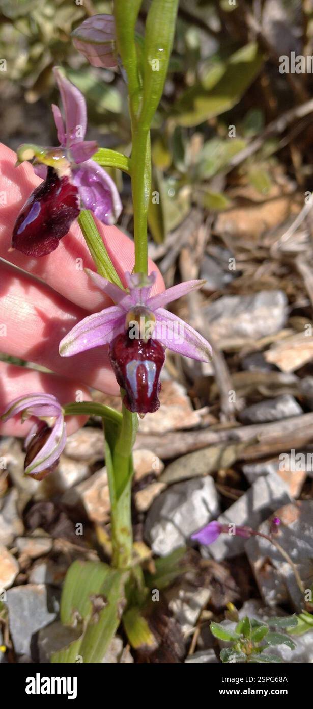 Horseshoe Orchid (Ophrys ferrum-equinum), Plantae, Anavryti Stock Photo ...