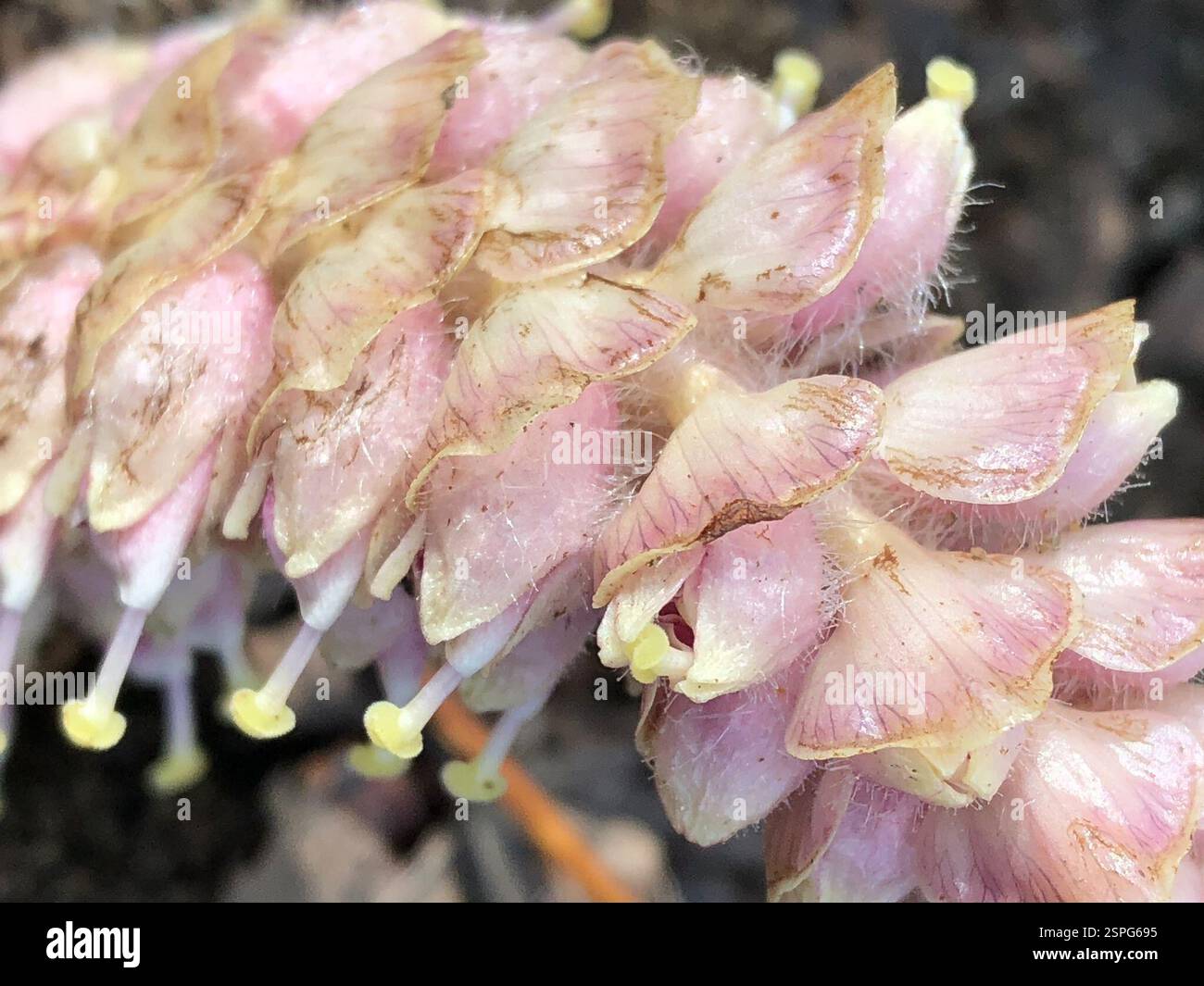 Common Toothwort (Lathraea squamaria), Plantae, River View, Cardiff ...