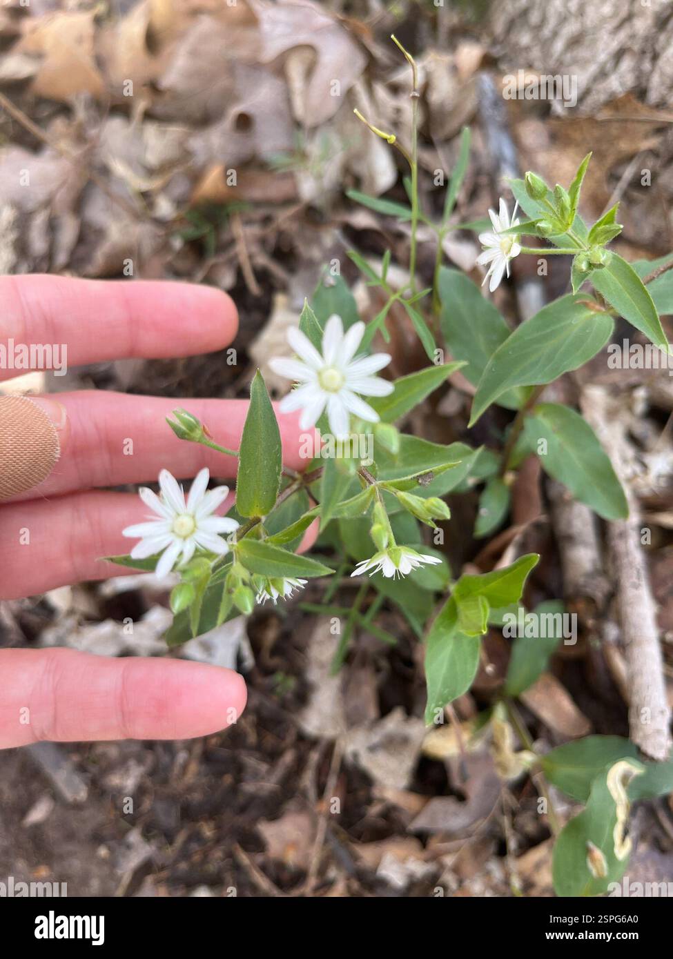star chickweed (Stellaria pubera), Plantae, Lookout Mountain ...
