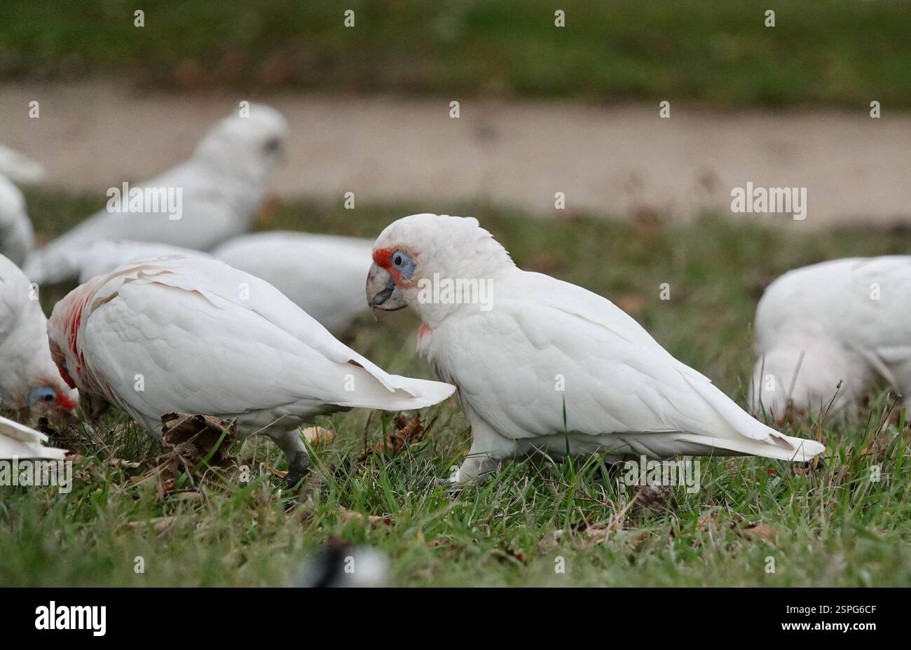 Long-billed Corella (Cacatua tenuirostris), Aves, Lake Wendouree, Lake ...
