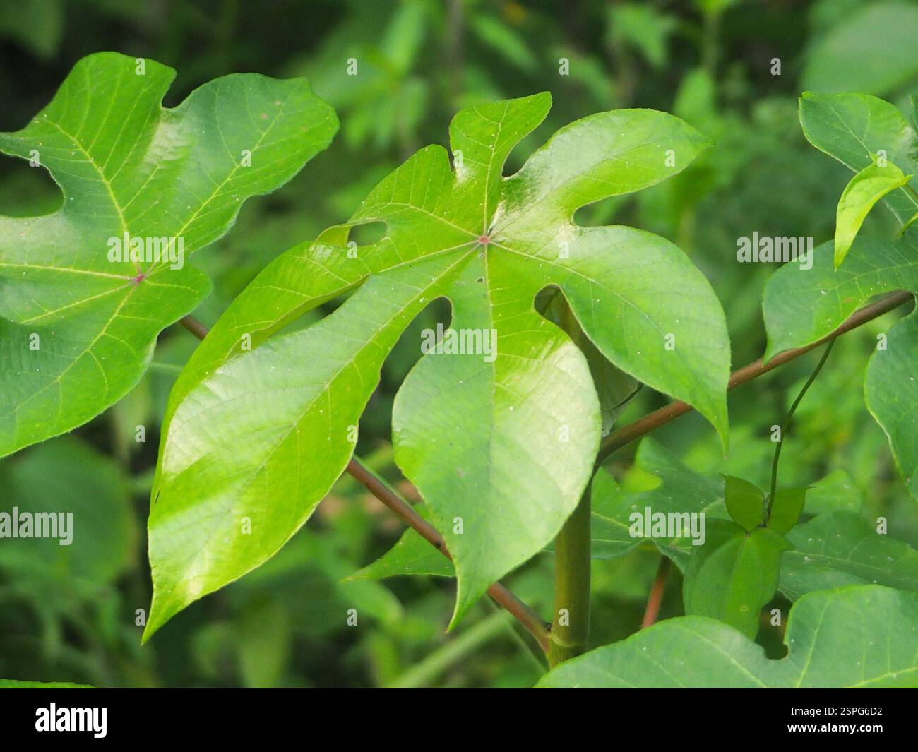 trumpet-tree (Cecropia obtusifolia), Plantae, Blauwgrond, Paramaribo ...