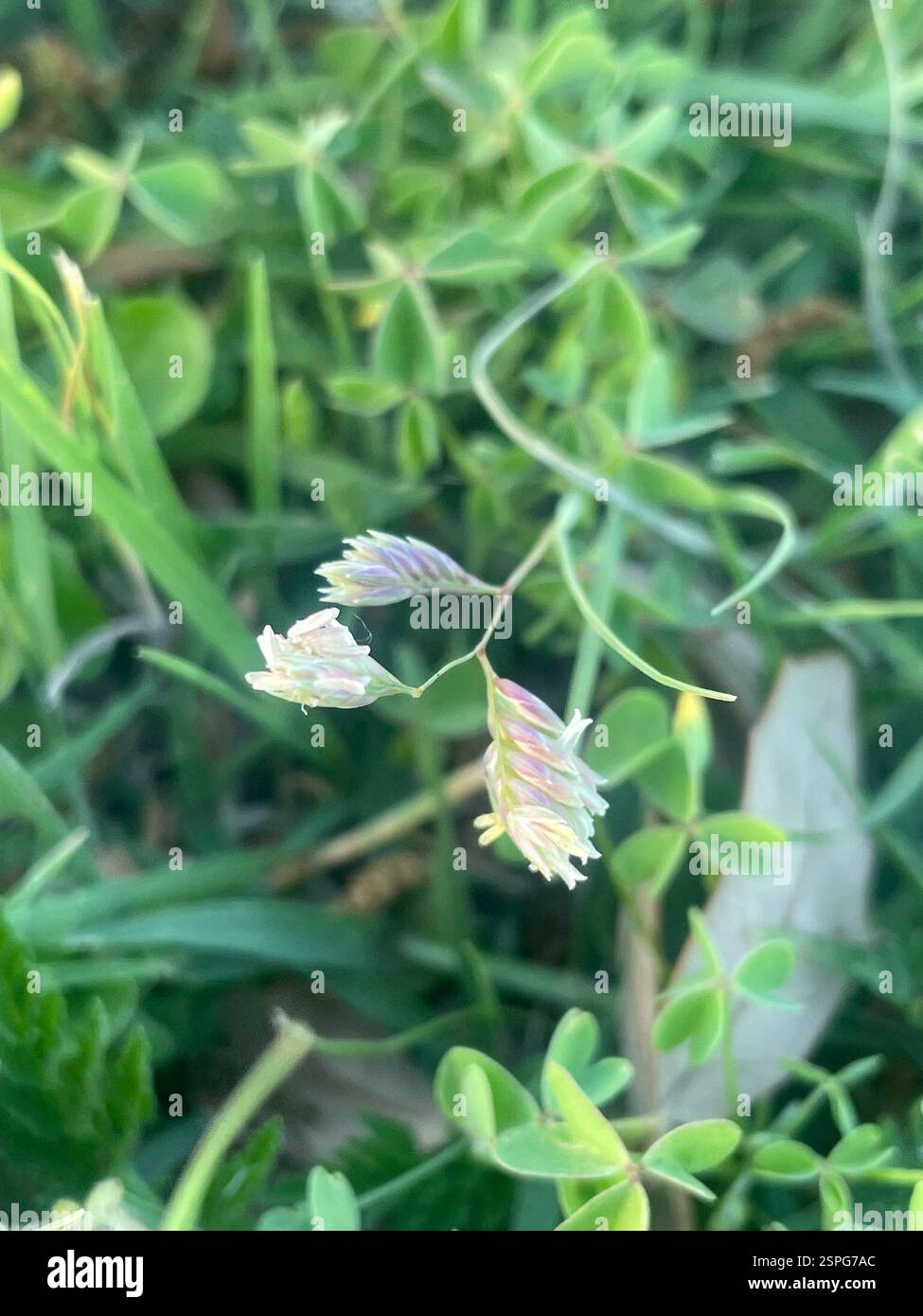 buffalograss (Bouteloua dactyloides), Plantae, The University of Texas ...