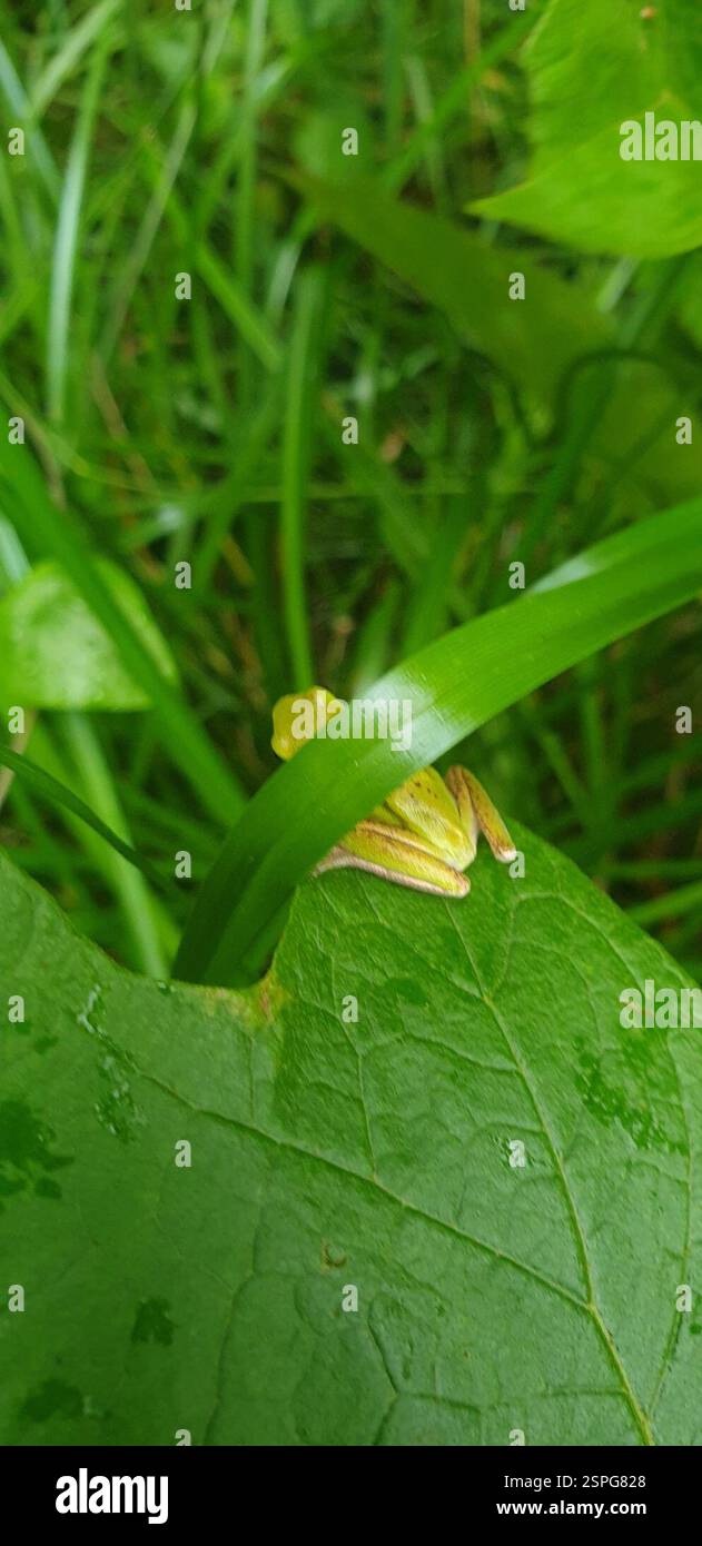 Eastern Dwarf Tree Frog (Litoria fallax), Amphibia, Tallai QLD 4213 ...
