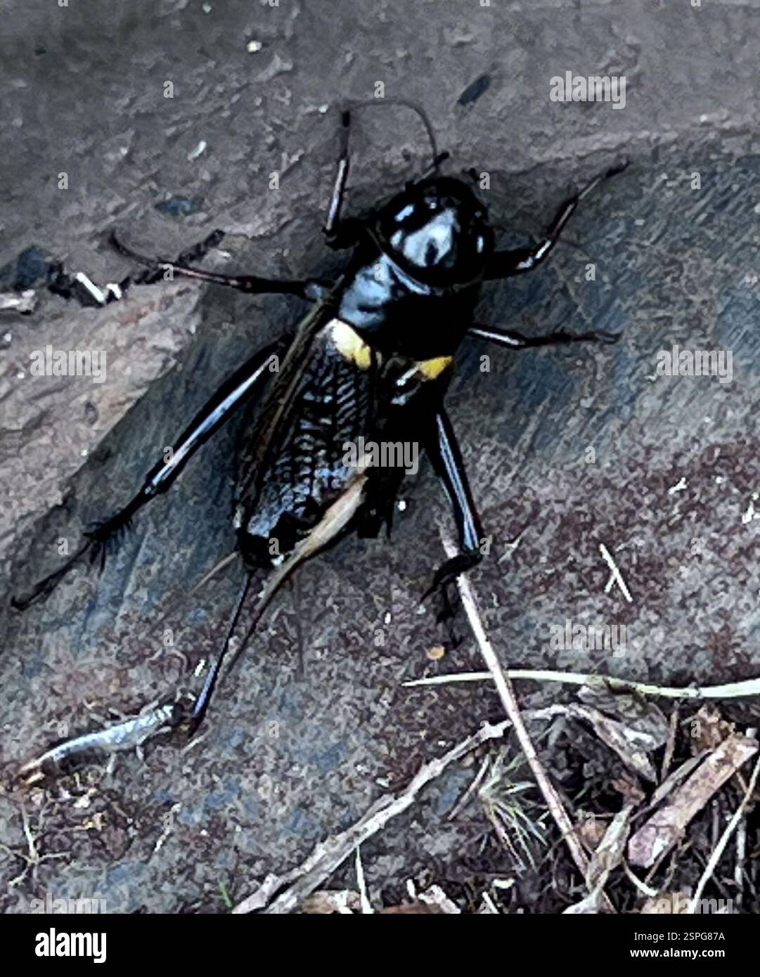 Southern Field Cricket (Gryllus bimaculatus), Insecta, Keālia Pond ...