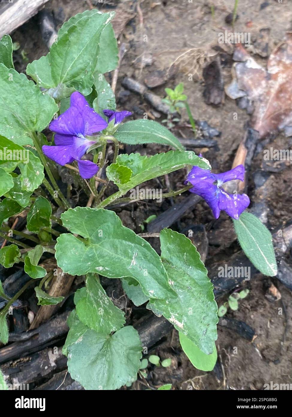 common blue violet (Viola sororia), Plantae, Sam Parr SFWA, Newton, IL ...