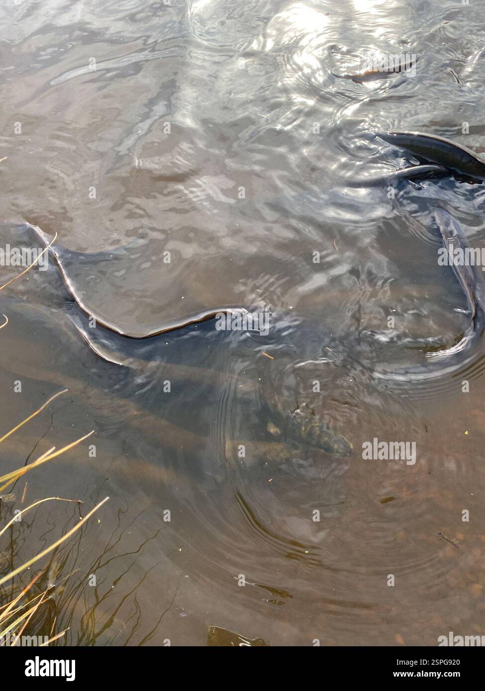 Short-finned Eel (Anguilla australis), Actinopterygii, Travis Wetland ...
