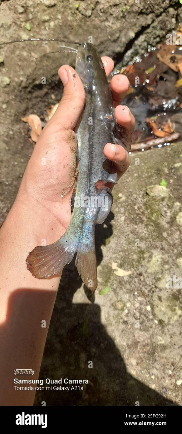 Pale Catfish (Rhamdia guatemalensis), Actinopterygii, Antón, Panamá ...