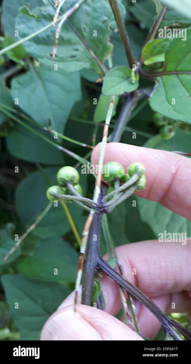 black nightshade (Solanum nigrum), Plantae, Moera, Lower Hutt 5010, New ...