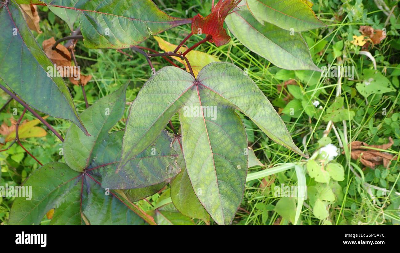 plants (Plantae), Plantae, Noord, Paramaribo, Suriname Stock Photo - Alamy