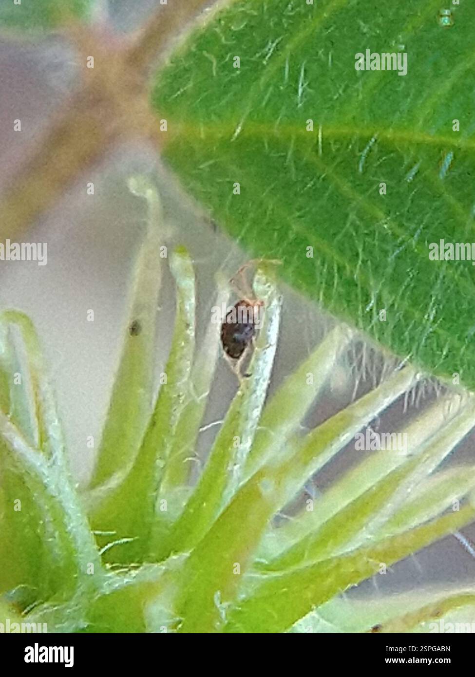 (Bryobia), Arachnida, Knights Ferry, CA, US, Spider Mite (Tetranychidae ...