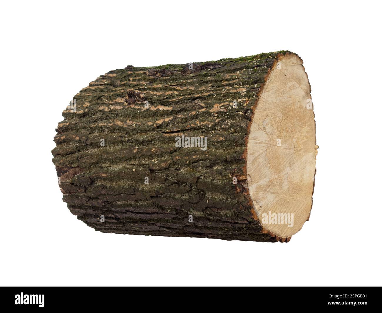 Natural sawn wooden log isolated on white background. Background of cut ...