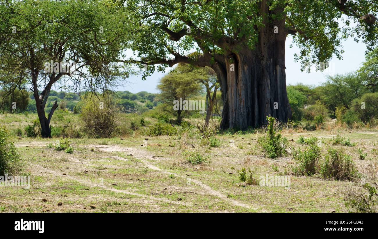 A breathtaking and stunning view of a majestic Baobab tree set against ...