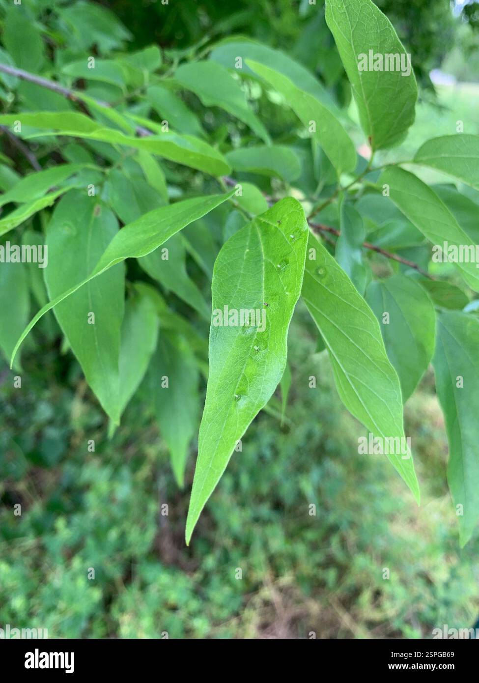 sugar hackberry (Celtis laevigata), Plantae, Green Acres Farm Memorial ...
