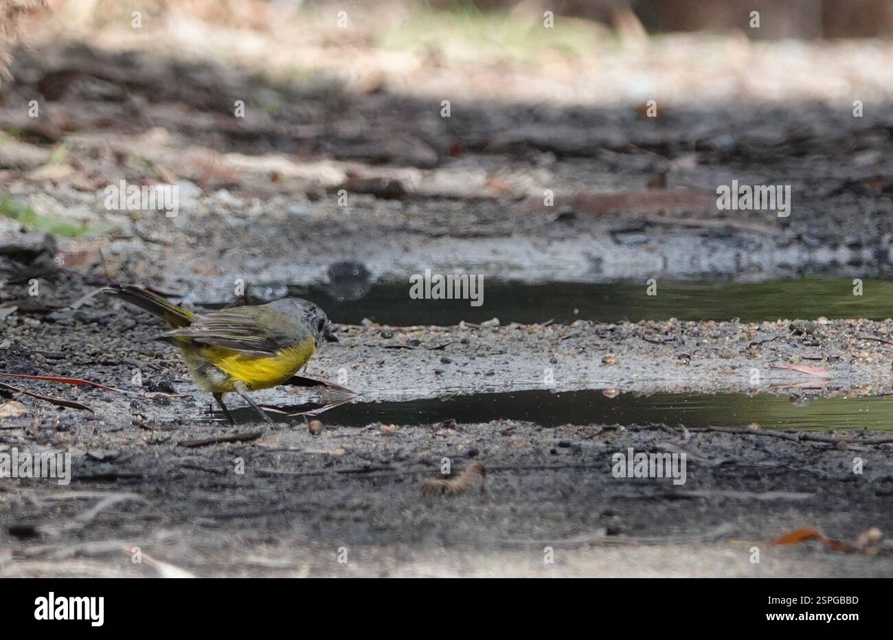 Eastern Yellow Robin (Eopsaltria australis), Aves, Quarry Tk ...