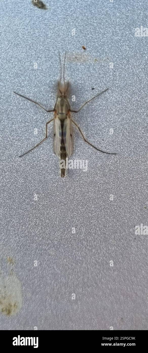 Non-biting Midges (Chironomidae), Insecta, Kingshurst, Birmingham, UK ...