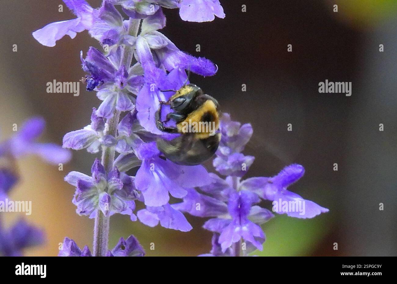Eastern Carpenter Bee (Xylocopa virginica), Insecta, Miller Residence ...