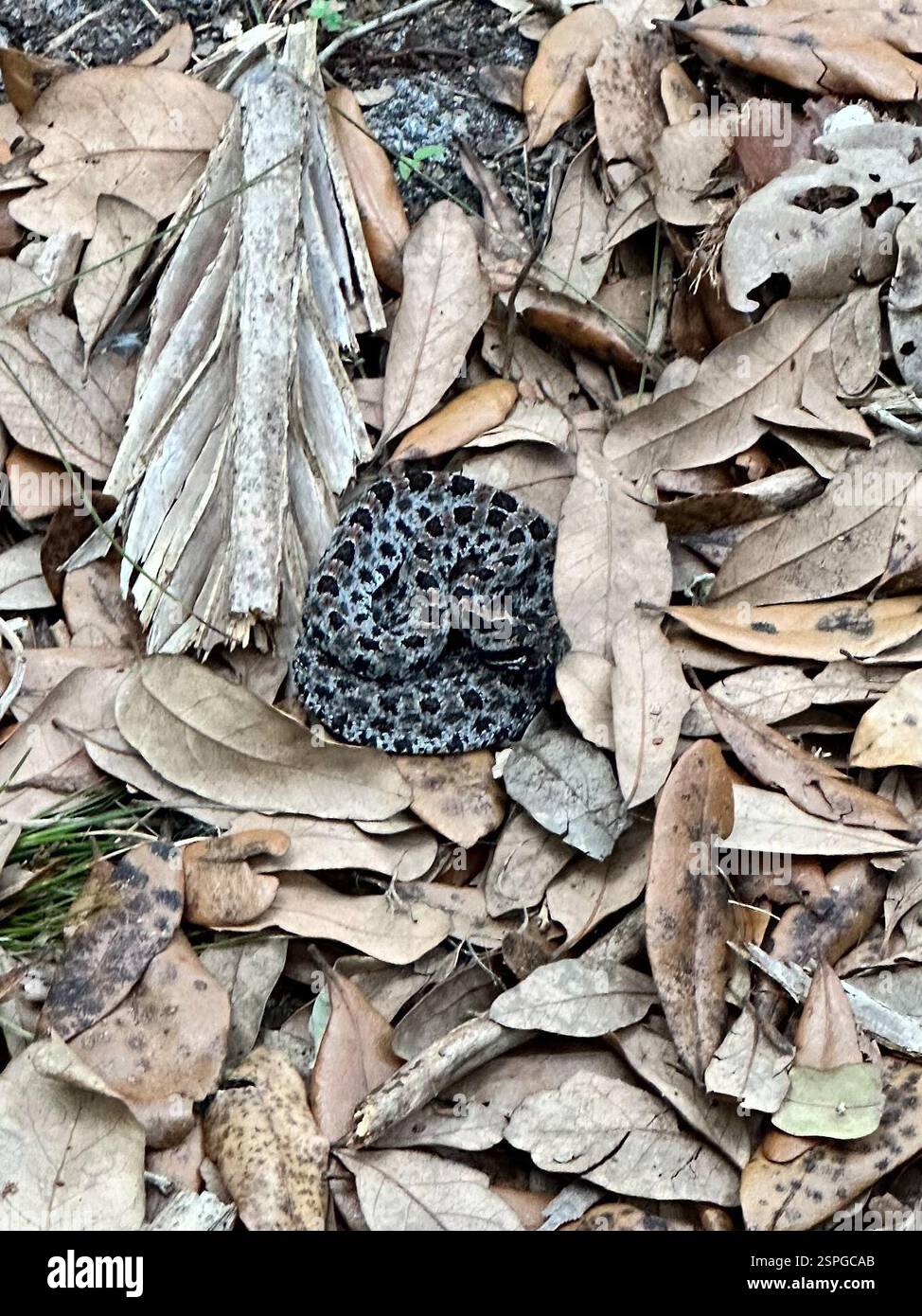 Dusky Pygmy Rattlesnake (Sistrurus miliarius barbouri), Reptilia ...