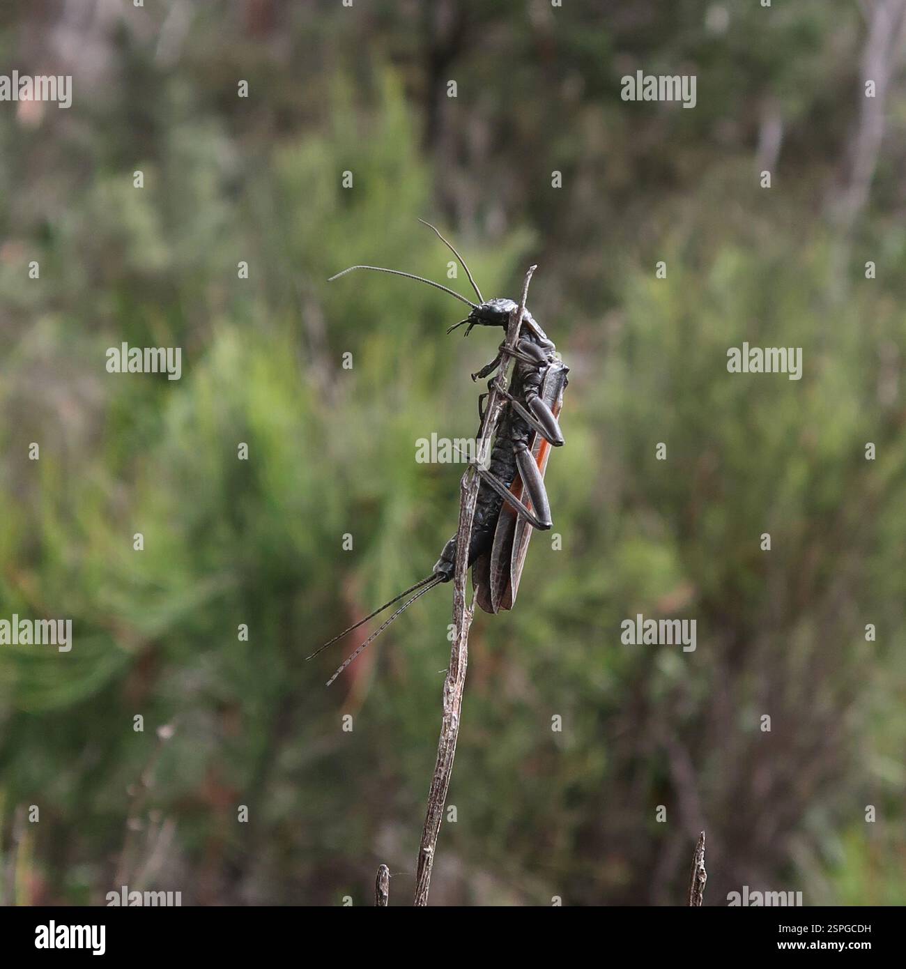 (Eusthenia lacustris), Insecta, Lake Sorell, Interlaken, Tasmania ...