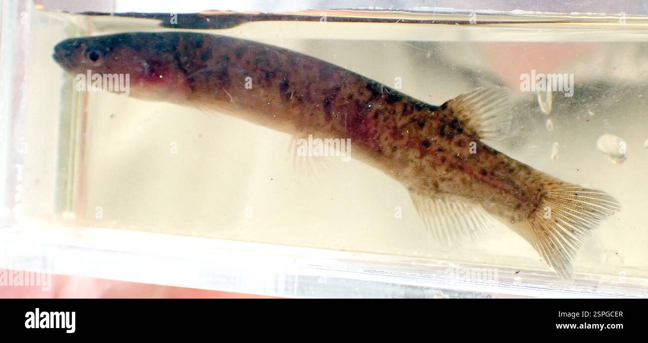 Chatham Mudfish (Neochanna rekohua), Actinopterygii, Chatham Islands ...