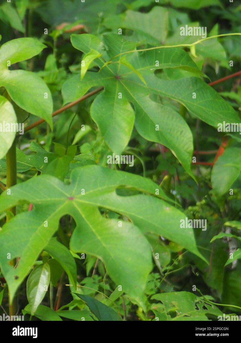 trumpet-tree (Cecropia obtusifolia), Plantae, Blauwgrond, Paramaribo ...