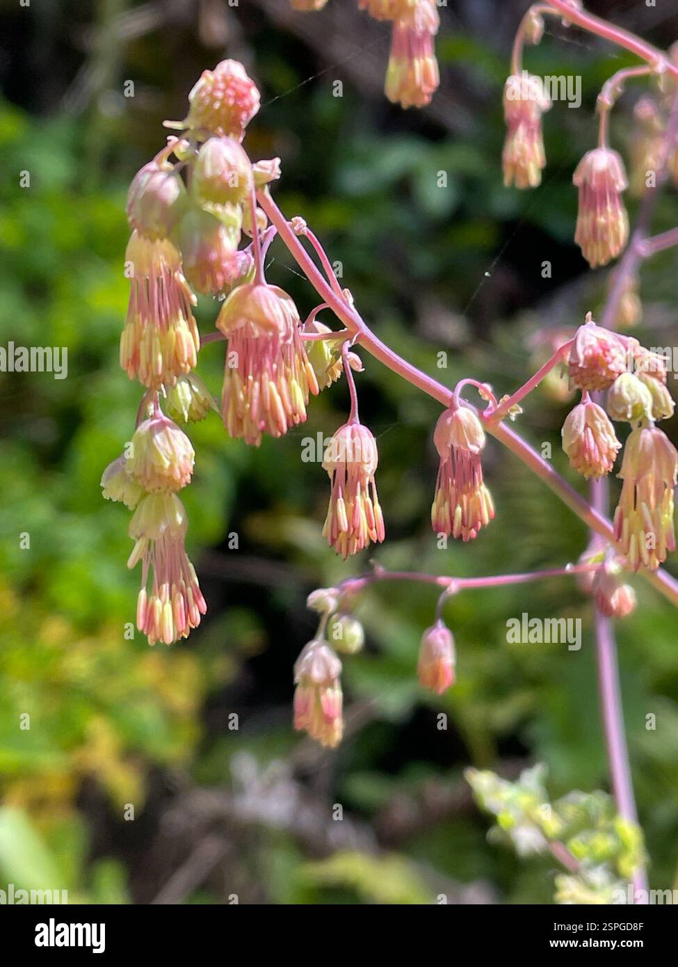 Fendler's Meadow-rue (Thalictrum fendleri), Plantae, Garrapata State ...