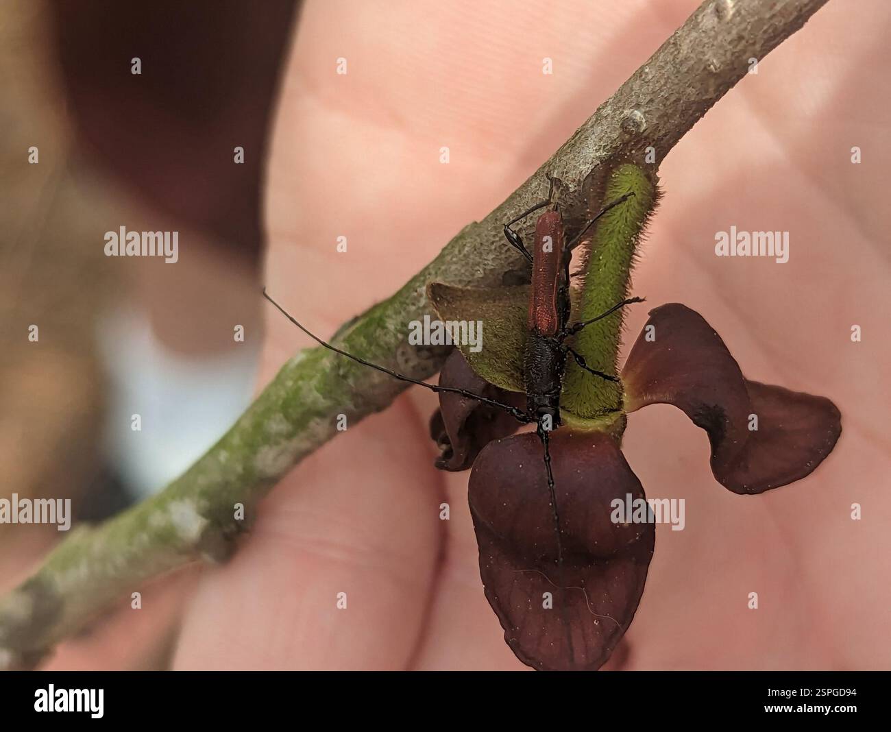 Redwinged Longhorn Beetle (Ancylocera bicolor), Insecta, Windsor Forest ...