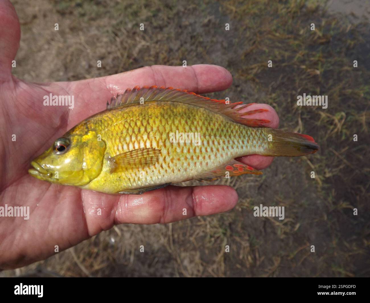Orange-fringed Largemouth (Chetia brevis), Actinopterygii, Stolznek Dam ...