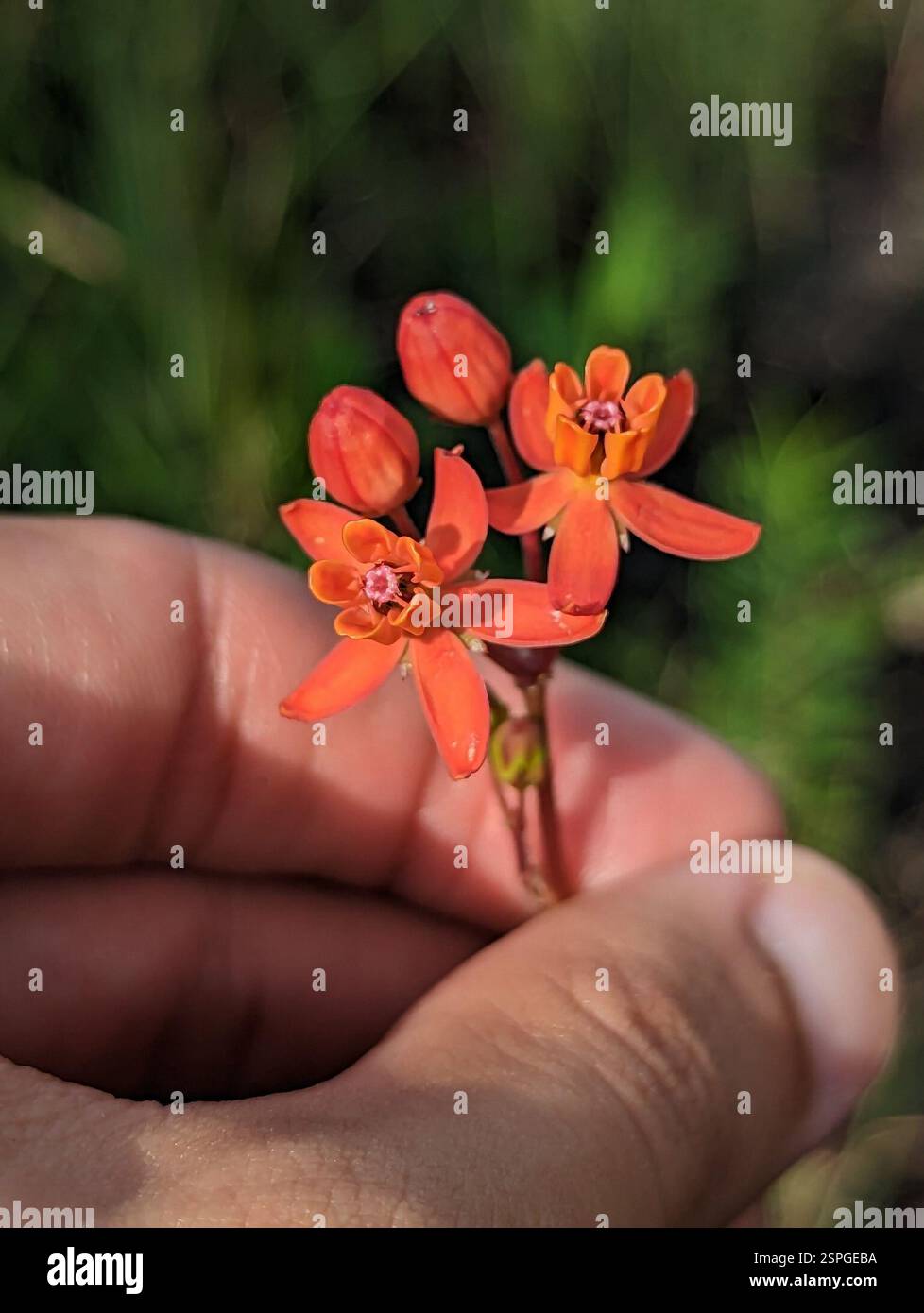 fewflower milkweed (Asclepias lanceolata), Plantae, Florida, US Stock ...