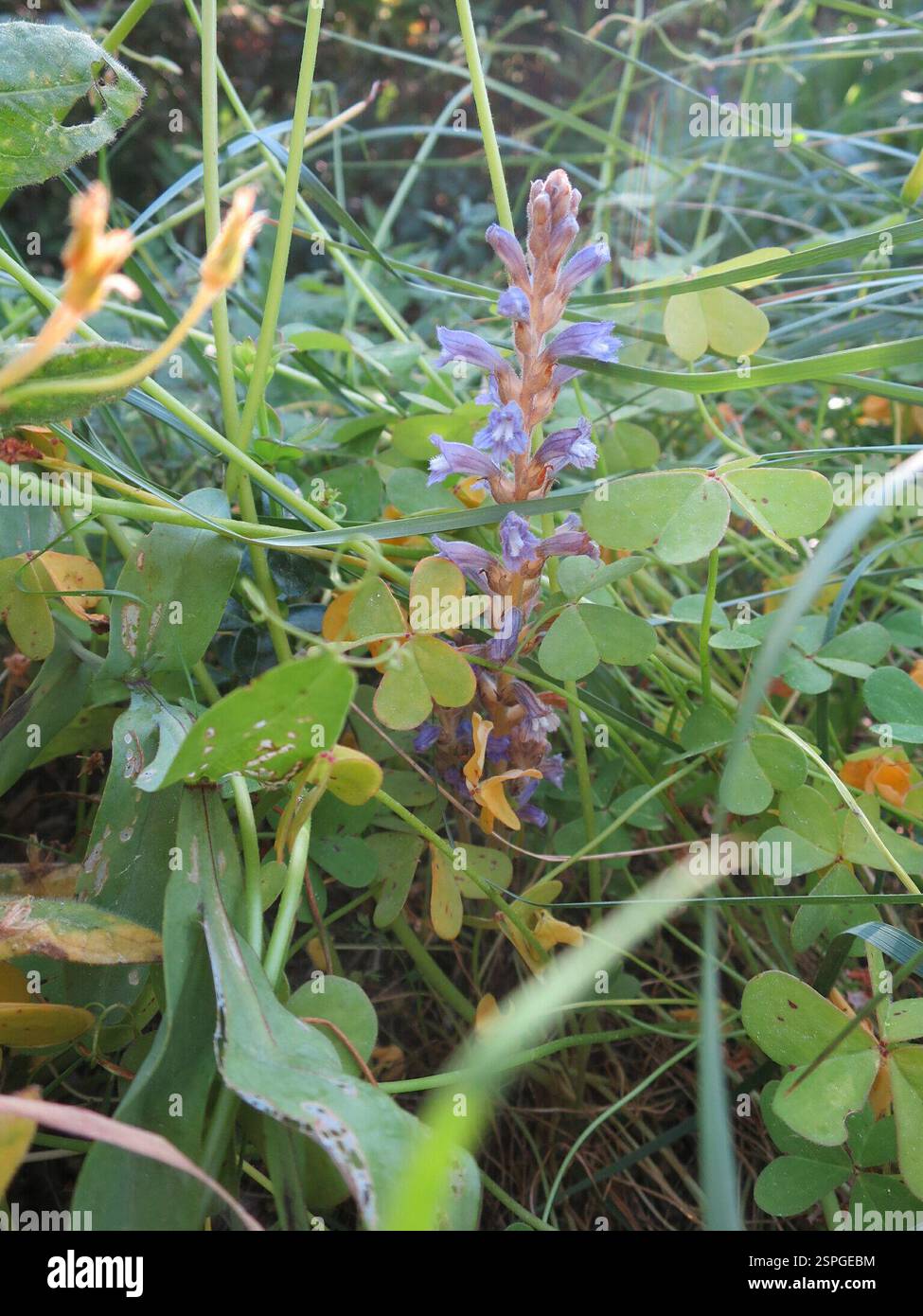 Dwarf Sorrel Broomrape (Phelipanche nana), Plantae, Alcabideche ...