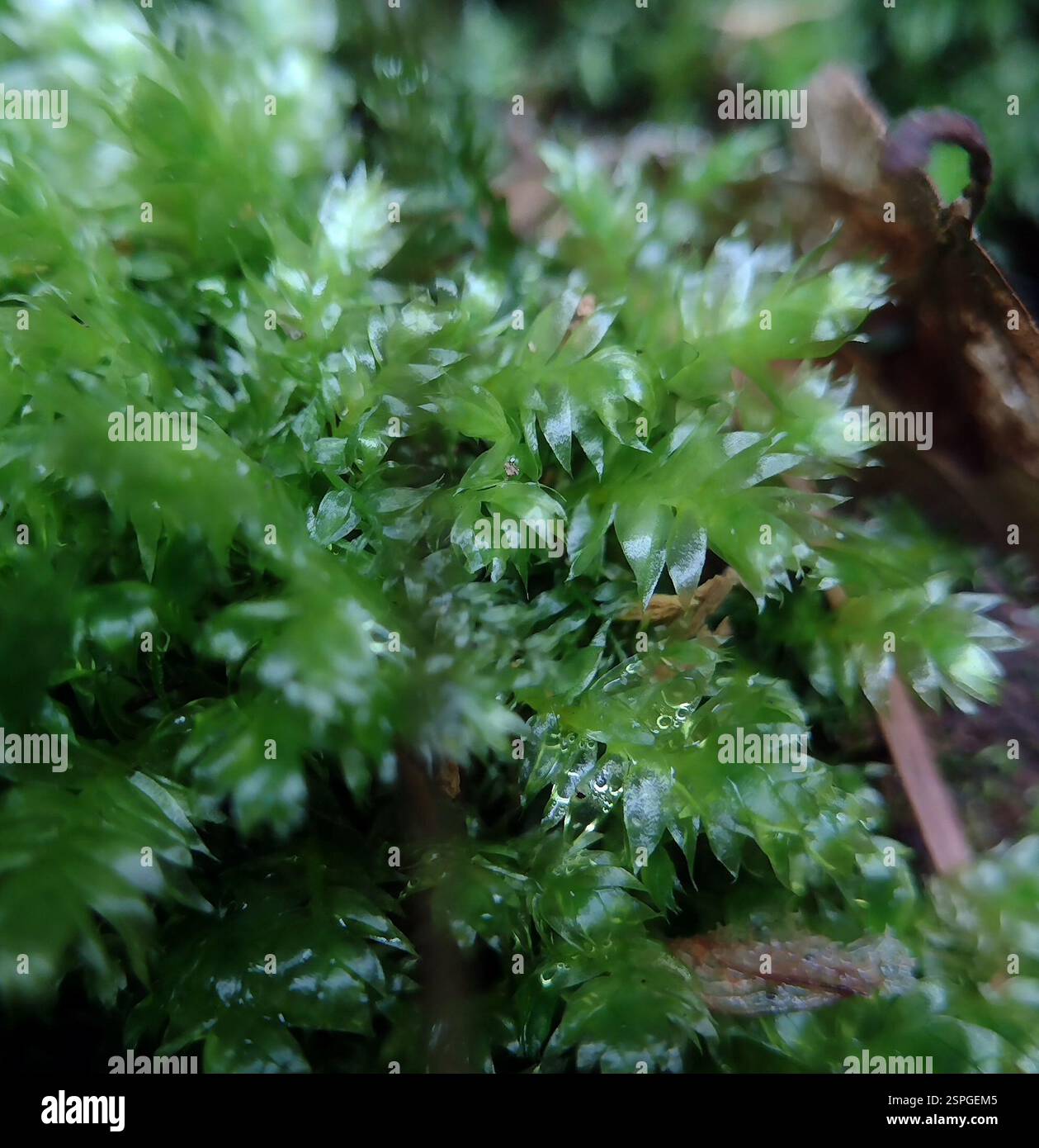 Toothed Plagiothecium Moss (Plagiothecium denticulatum), Plantae ...