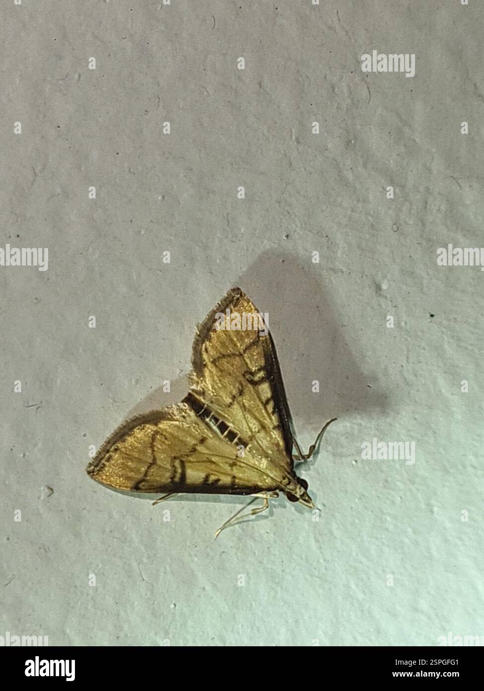 Pearl Moths (Spilomelinae), Insecta, Klaaskreek, Suriname Stock Photo ...